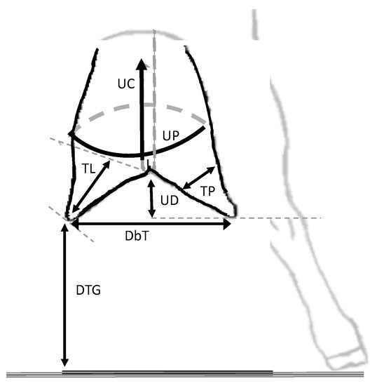 Udder Morphometry and Its Relationship with Intramammary Infections and ...