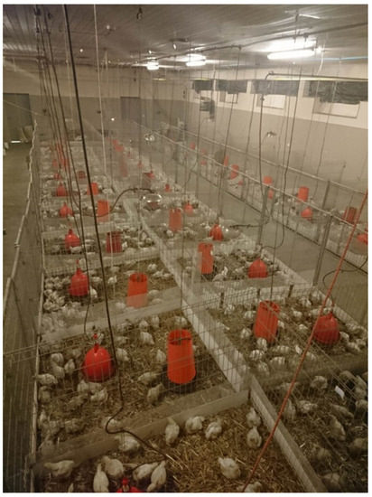 Effect of Biochar Diet Supplementation on Chicken Broilers Performance ...