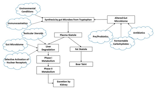 Pork Production with Entire Males: Directions for Control of Boar Taint