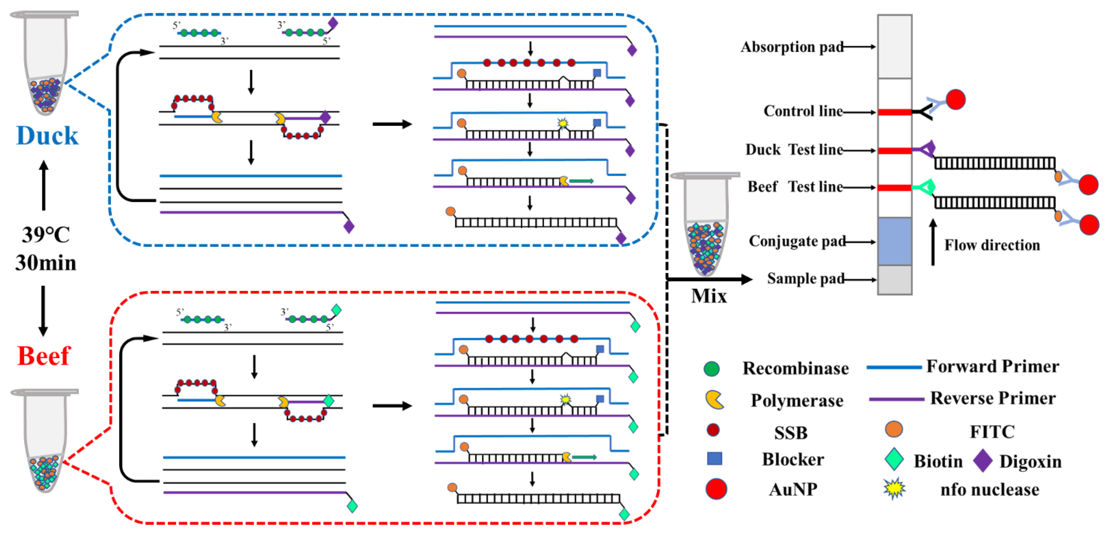 Recombinase Polymerase Amplification Based Multiplex Lateral Flow ...