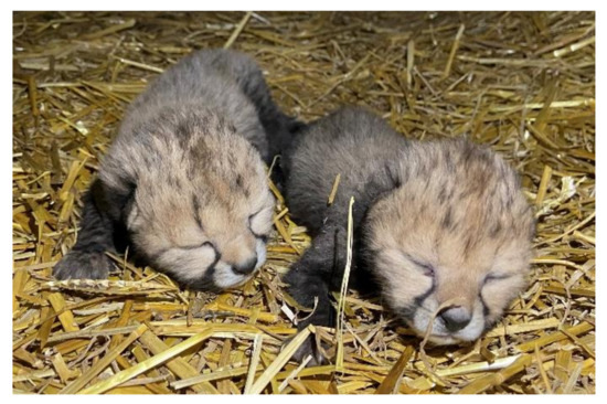 First Birth of Cheetah Cubs from In Vitro Fertilization and Embryo Transfer