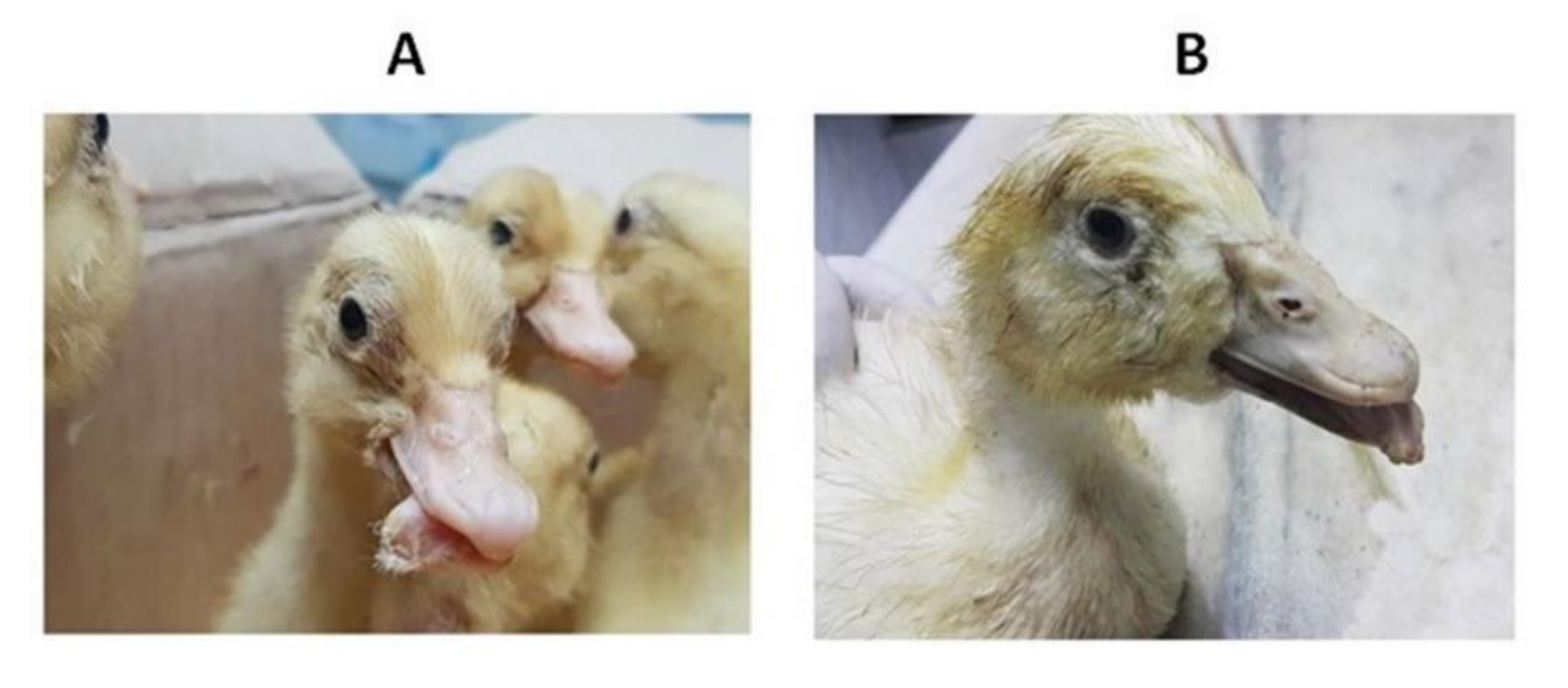 Detection of Novel Goose Parvovirus Disease Associated with Short Beak ...