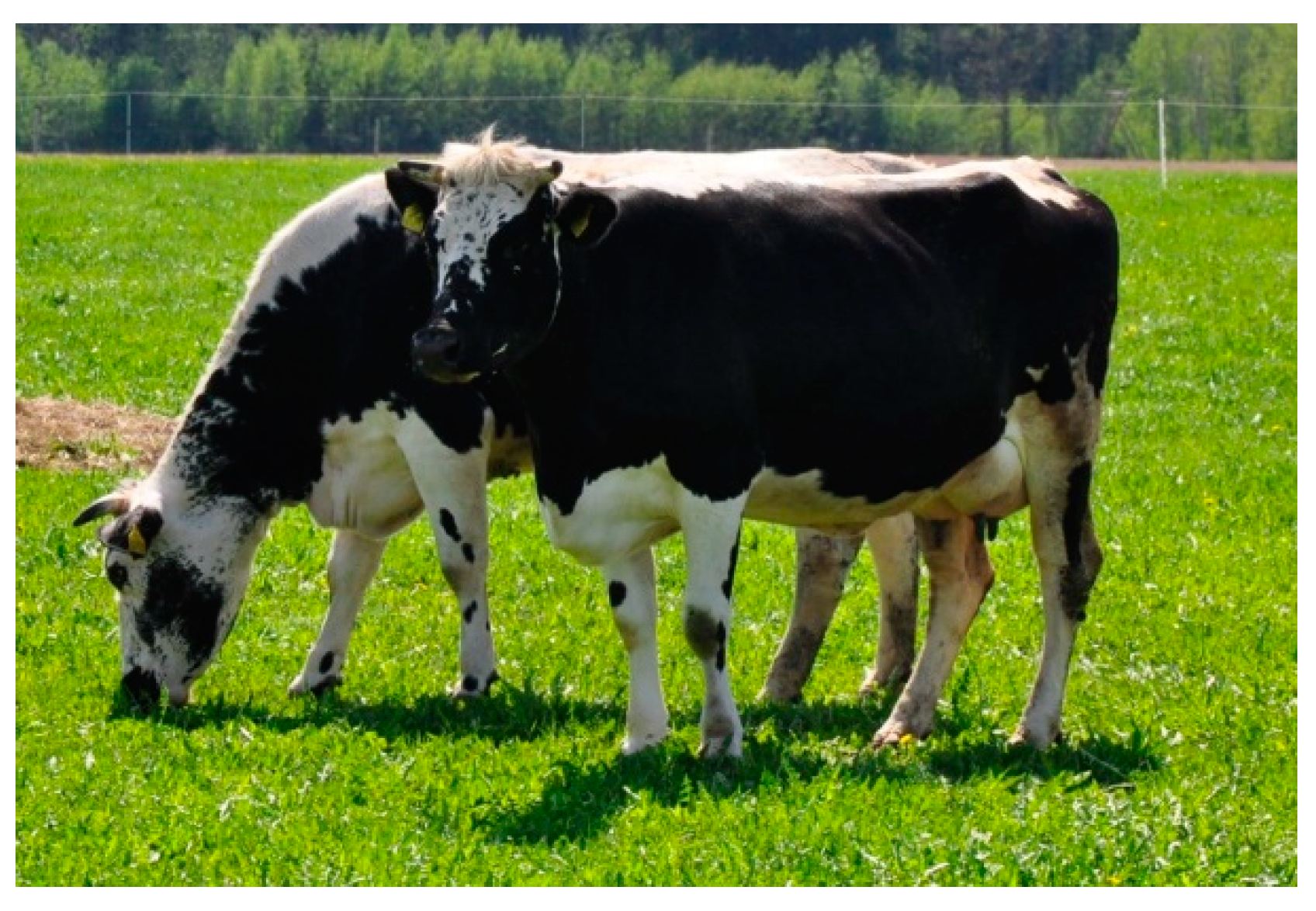 Polymorphism of the Melanocortin 1 Receptor (MC1R) Gene and its Role in ...