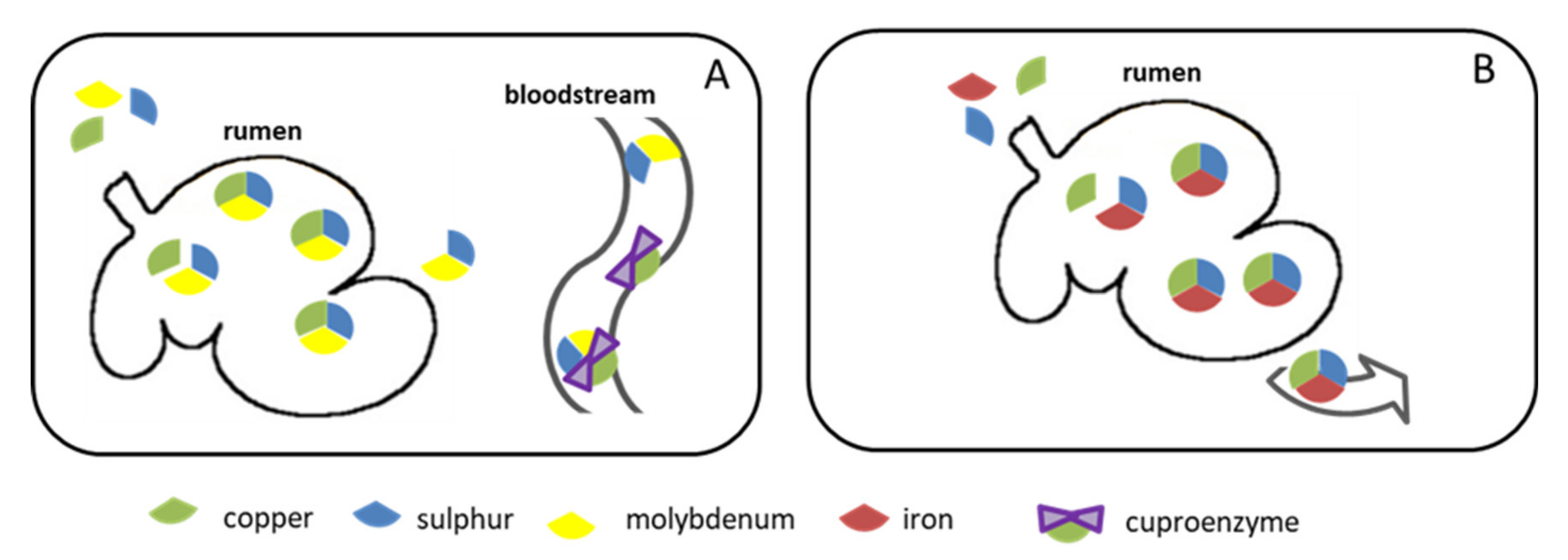 Animals | Free Full-Text | Copper Supplementation, A Challenge in Cattle