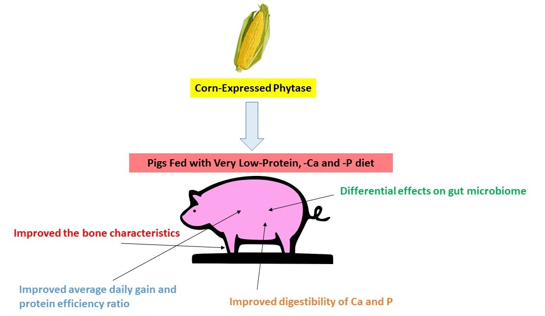 Animals | Free Full-Text | A Novel Corn-Expressed Phytase Improves ...