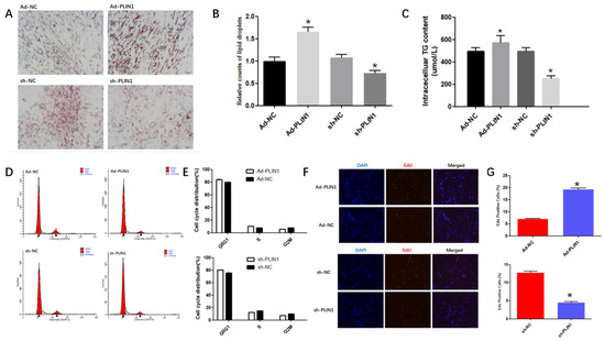 Overexpression of PLIN1 Promotes Lipid Metabolism in Bovine Adipocytes