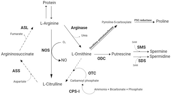 Secondary Functions of Arginine and Sulfur Amino Acids in Poultry ...