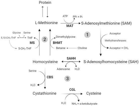 Secondary Functions of Arginine and Sulfur Amino Acids in Poultry ...