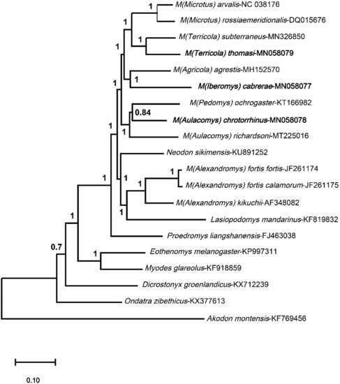 Complete Mitochondrial Genome of Three Species of the Genus Microtus ...