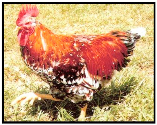 Local Chicken Breeds of Africa: Their Description, Uses and ...