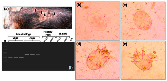 Host-Parasite Interaction in Sarcoptes scabiei Infestation in Porcine ...