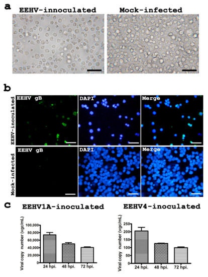 Animals | Free Full-Text | Attempt to Isolate Elephant Endotheliotropic ...