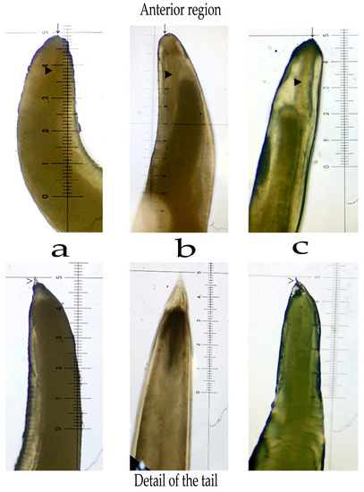 Genera and Species of the Anisakidae Family and Their Geographical ...