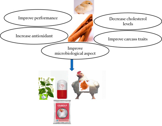 Animals | Topical Collection : Poultry Nutrition and Metabolism