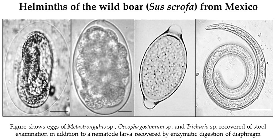 Animals | Free Full-Text | Helminths of the Wild Boar (Sus scrofa) from ...