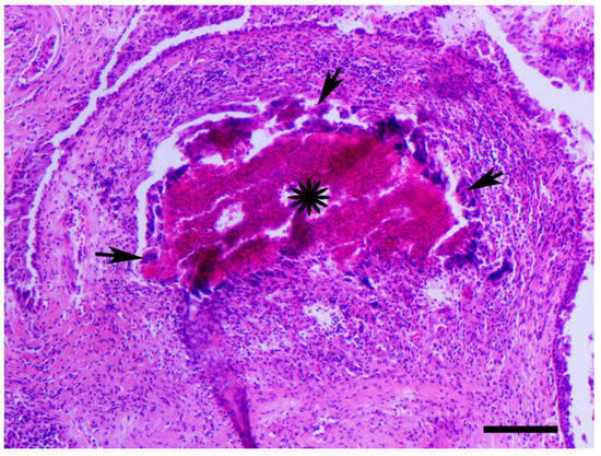 Avian Mycobacteriosis and Molecular Identification of Mycobacterium ...