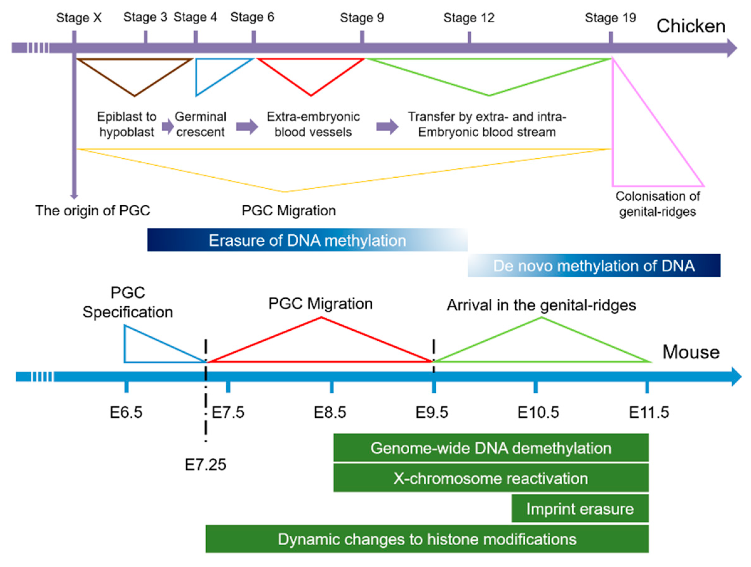 Long Noncoding RNA LncPGCR Mediated by TCF7L2 Regulates Primordial Germ ...