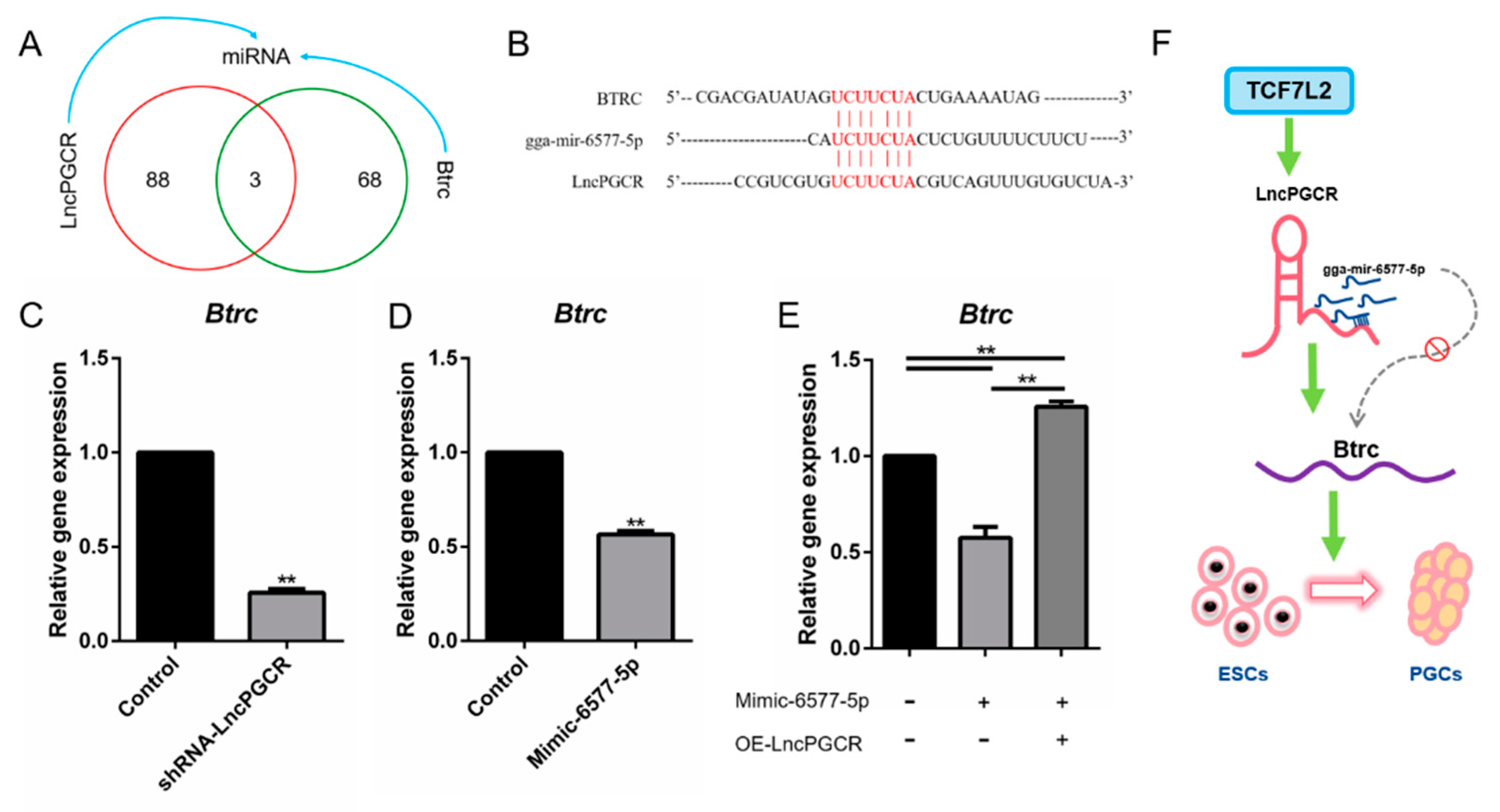 Long Noncoding RNA LncPGCR Mediated by TCF7L2 Regulates Primordial Germ ...