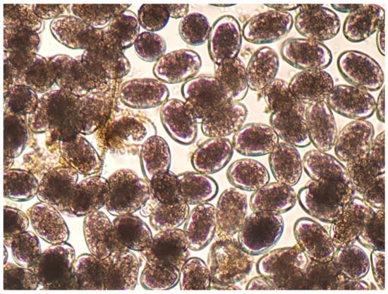 Haemonchosis: A Challenging Parasitic Infection of Sheep and Goats