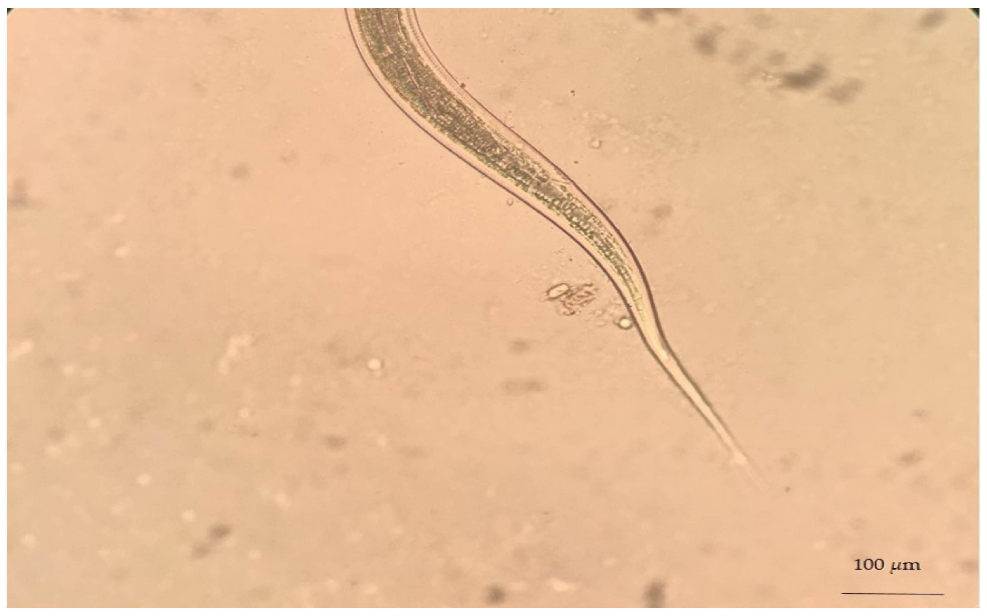 Haemonchosis: A Challenging Parasitic Infection of Sheep and Goats