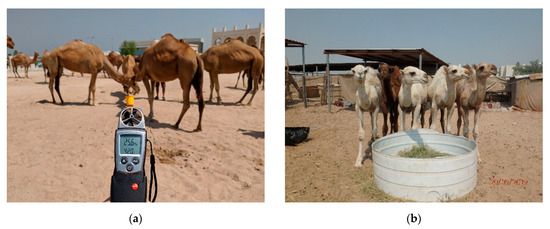 Animals | Free Full-Text | Application of a Protocol to Assess Camel ...