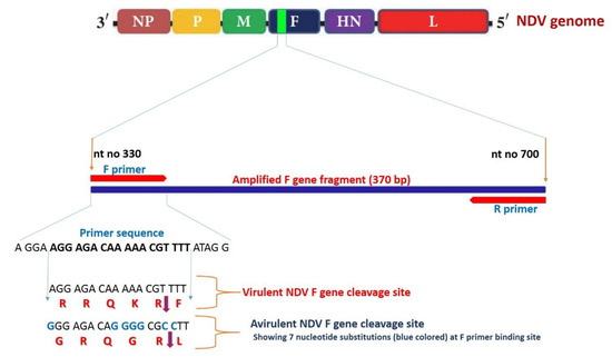 Molecular Characterization of Velogenic Newcastle Disease Virus (Sub ...