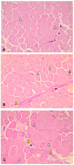 Physical, Chemical and Histological Characterization of Pectoralis ...