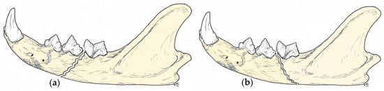 The Cat Mandible (II): Manipulation of the Jaw, with a New Prosthesis ...