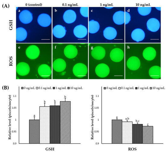Effect of Interleukin-7 on In Vitro Maturation of Porcine Cumulus ...