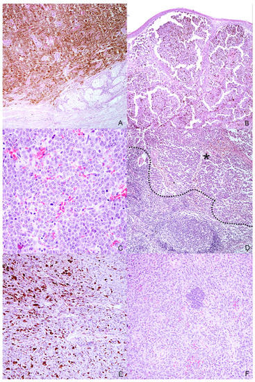 Characterization of Primary Cultures of Normal and Neoplastic Canine ...