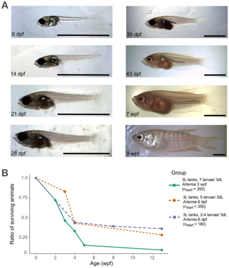 Housing, Husbandry and Welfare of a “Classic” Fish Model, the Paradise ...