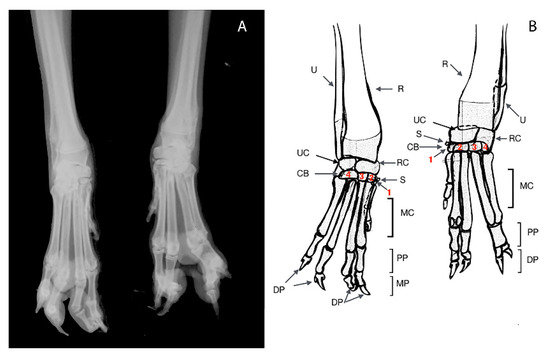 Four Unusual Cases of Congenital Forelimb Malformations in Dogs