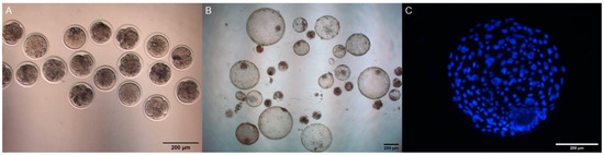 Animals | Special Issue : In Vitro Embryo Production in Ruminants