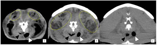 Steatitis in Cold-Stunned Kemp’s Ridley Sea Turtles (Lepidochelys kempii)