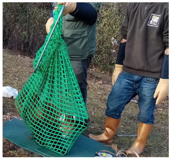 Improved Trapping and Handling of an Arboreal, Montane Mammal: Red ...