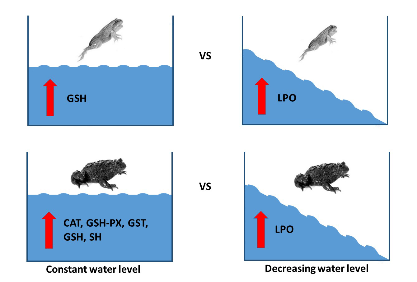 Animals | Free Full-Text | Effects of Desiccation on Metamorphic Climax ...