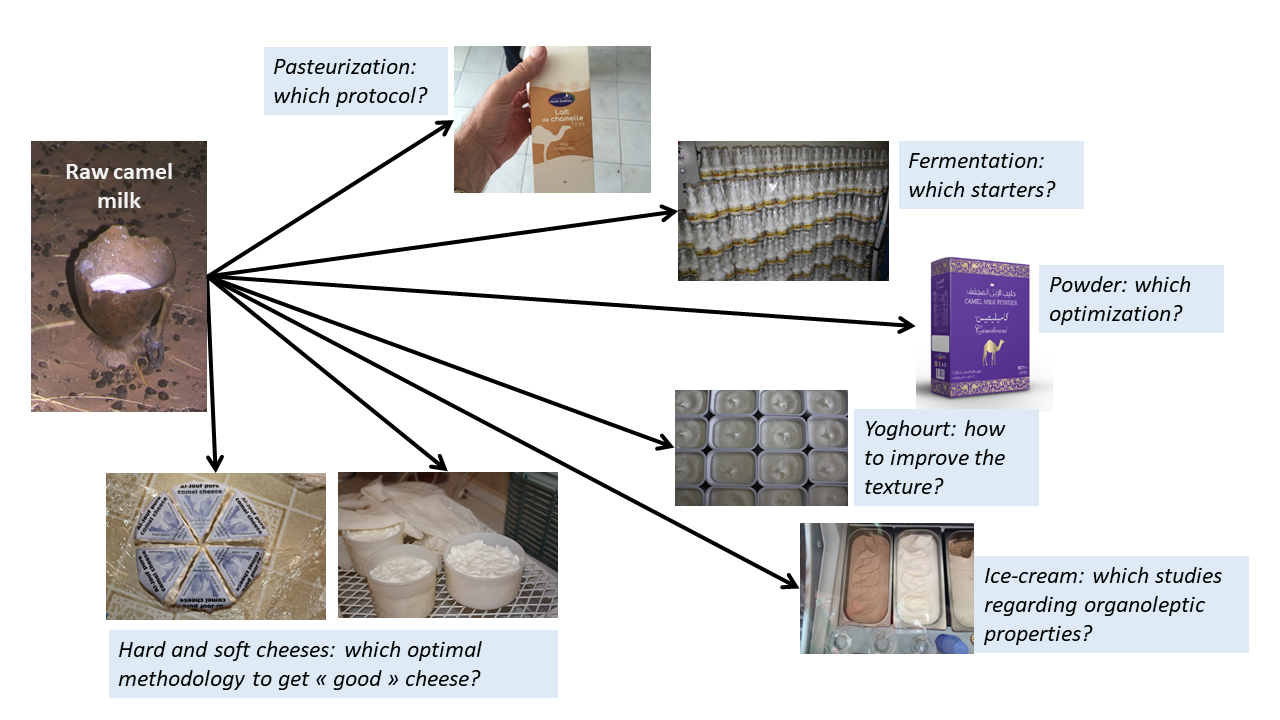 Animals | Free Full-Text | Recent Advances in Camel Milk Processing