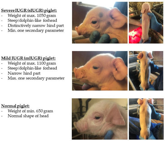 The Effect of Different Feeding Systems on Salivary Cortisol Levels ...
