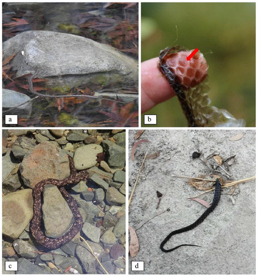 New Evidence on the Distribution of the Highly Endangered Natrix natrix ...