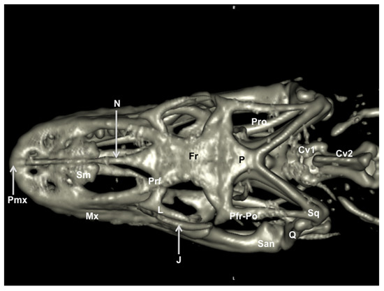 Cranial Structure of Varanus komodoensis as Revealed by Computed ...