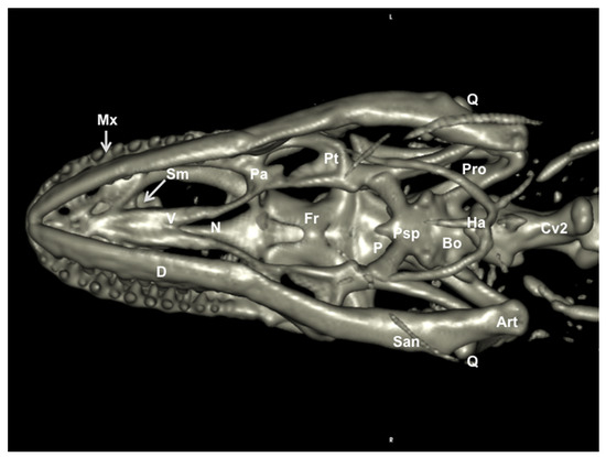 Cranial Structure of Varanus komodoensis as Revealed by Computed ...