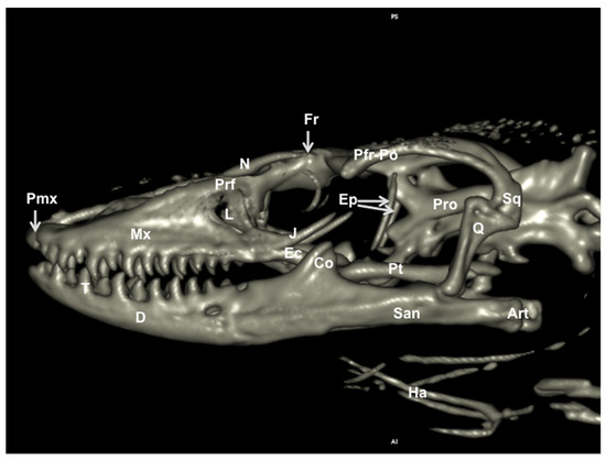 Cranial Structure of Varanus komodoensis as Revealed by Computed ...