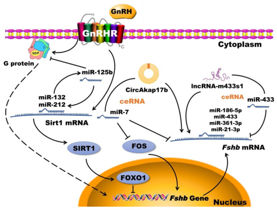 Advances in the Regulation of Mammalian Follicle-Stimulating Hormone ...