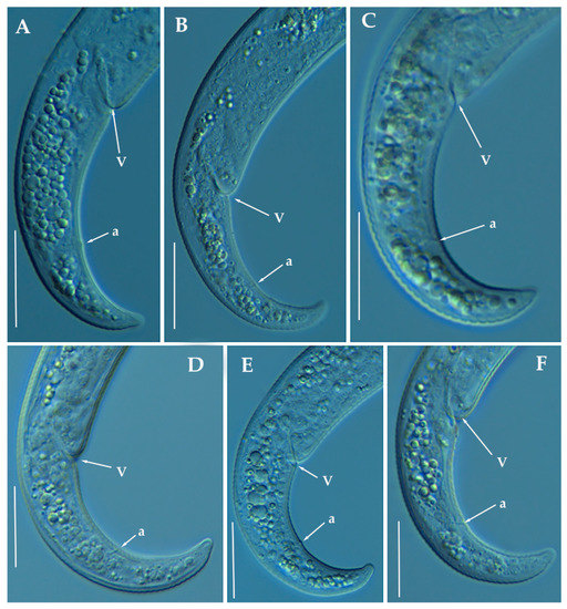 Animals | Special Issue : Nematode Taxonomy and Biodiversity