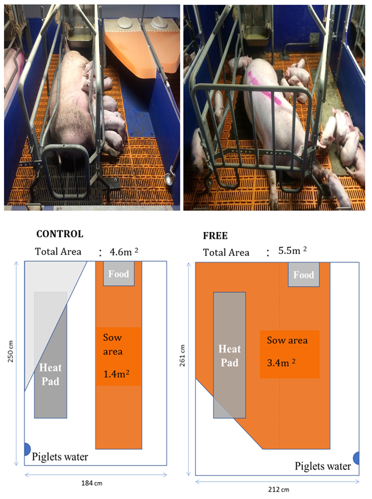 Freedom to Grow: Improving Sow Welfare also Benefits Piglets