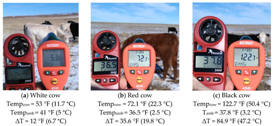 Albedo and Thermal Ecology of White, Red, and Black Cows (Bos taurus ...