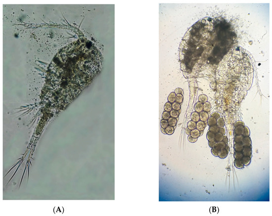 Population Dynamics, Fecundity and Fatty Acid Composition of Oithona ...