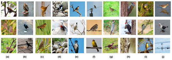 Identifying Habitat Elements from Bird Images Using Deep Convolutional ...