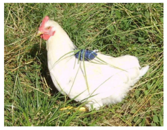Extensive Rearing Systems in Poultry Production: The Right Chicken for ...