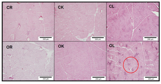 Extensive Rearing Systems in Poultry Production: The Right Chicken for ...